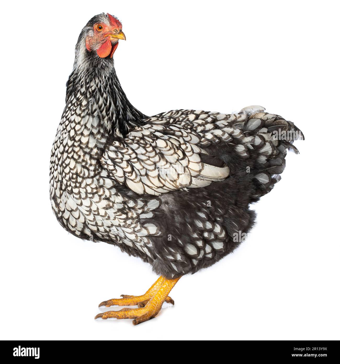 Wyandott chicken isolated on white background and looks to the camera ...