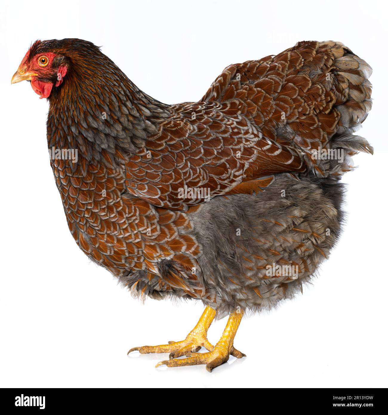 Blue Laced Wyandotte Rooster