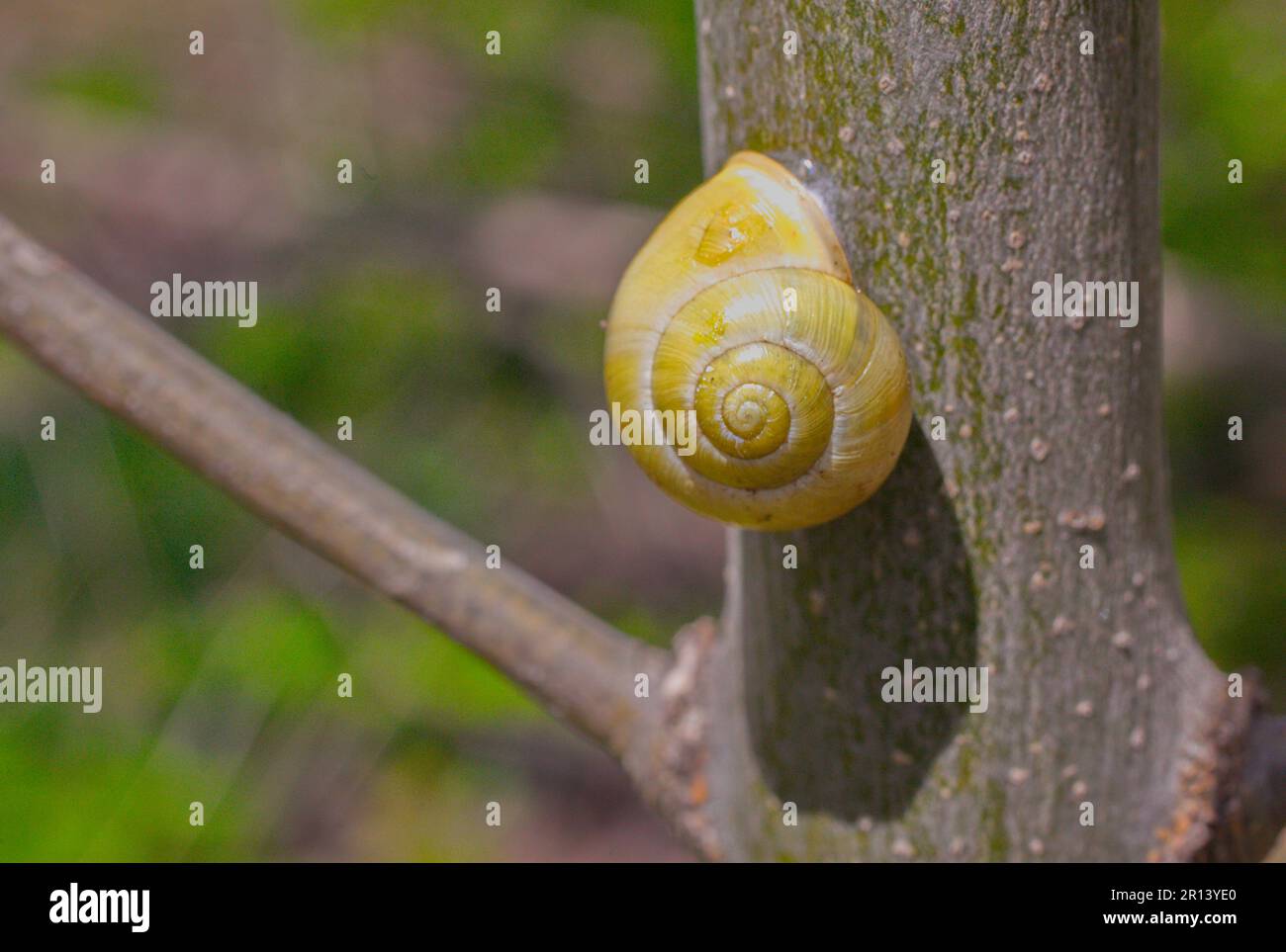 Snail travel hi-res stock photography and images - Alamy