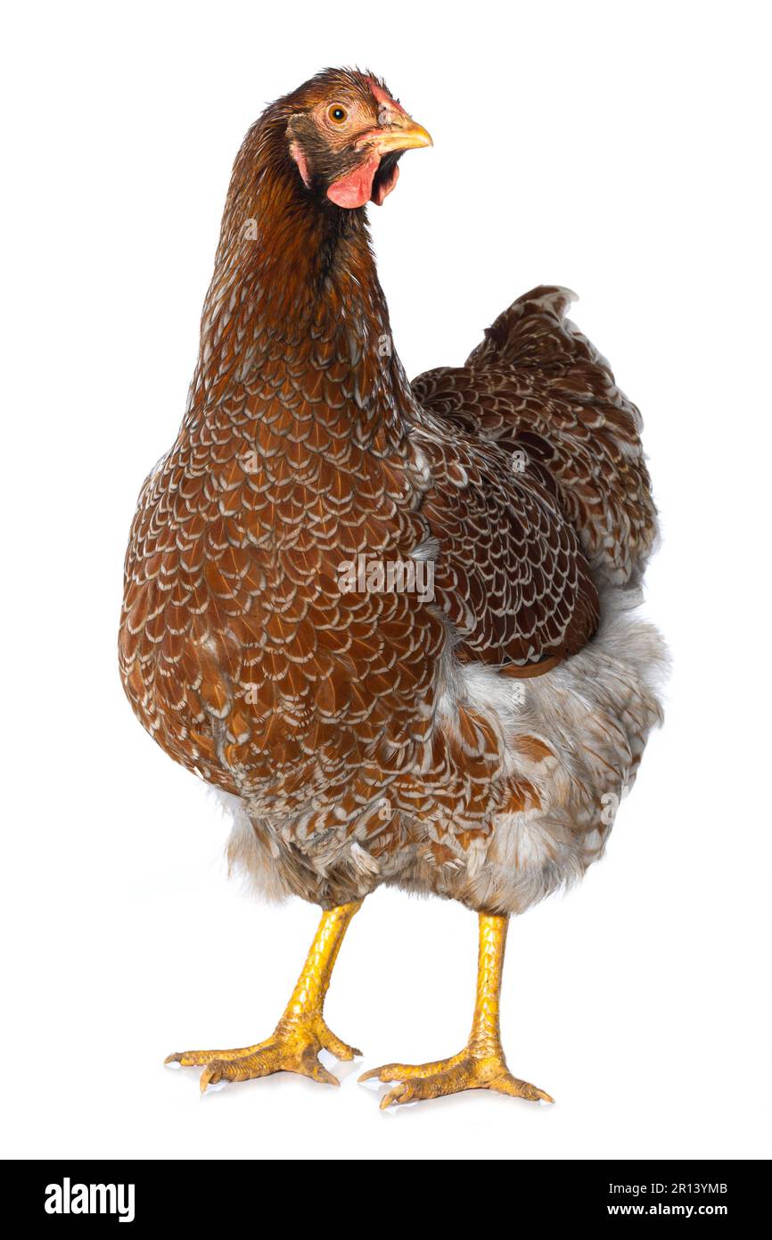 Wyandott chicken isolated on white background looks to the camera Stock ...