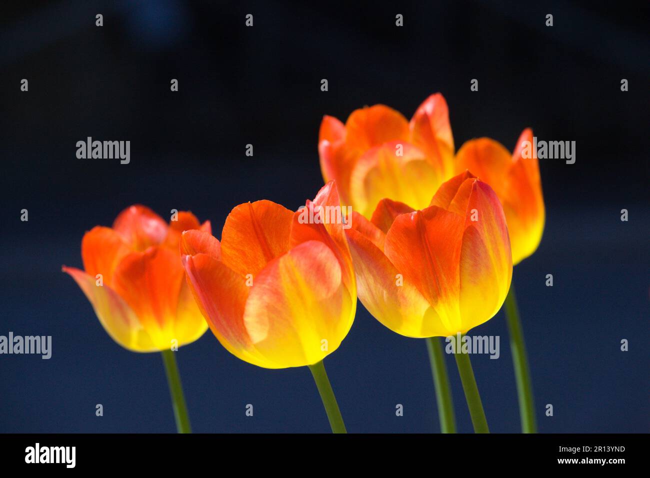 Ottawa tulips hi-res stock photography and images - Alamy