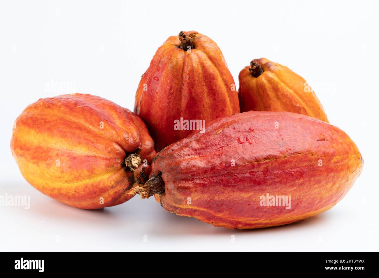 Wet shiny yellow color cacao pods in pile isolated on white studio ...