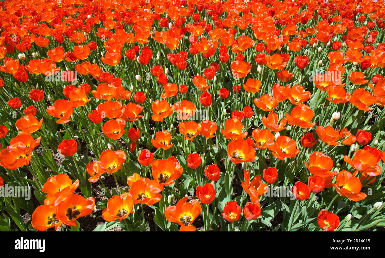 Spring ottawa hi-res stock photography and images - Alamy