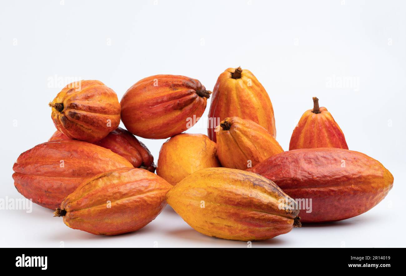 Big pile of orange color cacao wet pods isolated on white studio ...