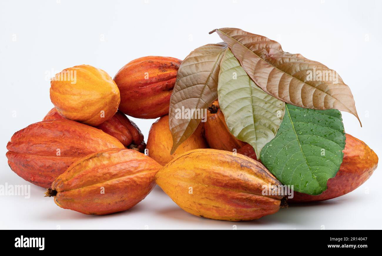 Healthy colorful fresh cacao pods covered with green leafs isolated on ...