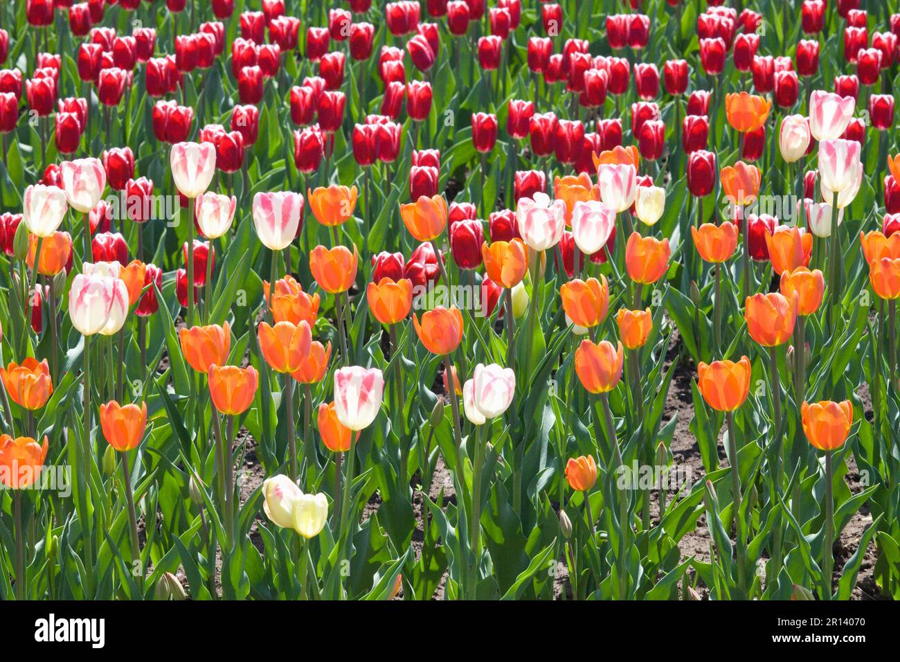 Canada spring hi-res stock photography and images - Alamy