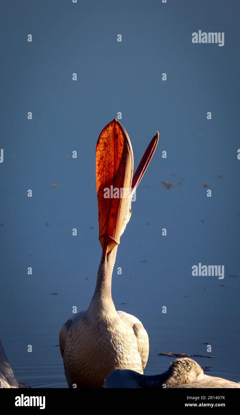 An White Pelican in a calm body of water, head raised and beak open ...