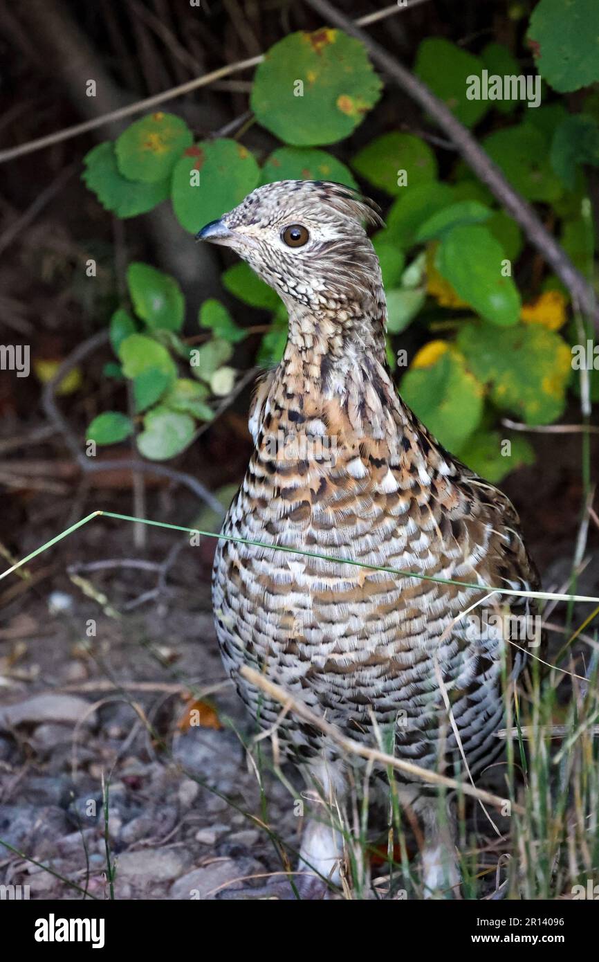 Ruffed grouse standing hi-res stock photography and images - Alamy