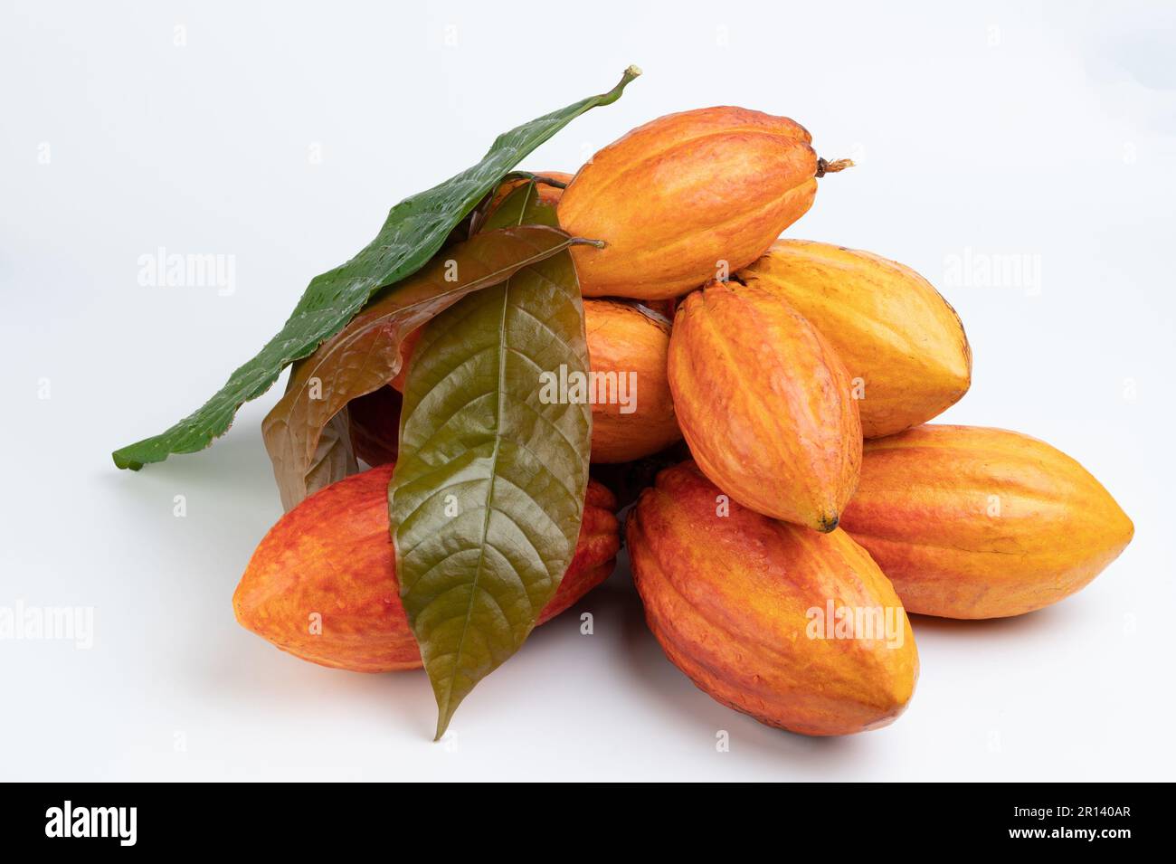 Fresh colorful cacao harvest orange fruits pods isolataed on white ...