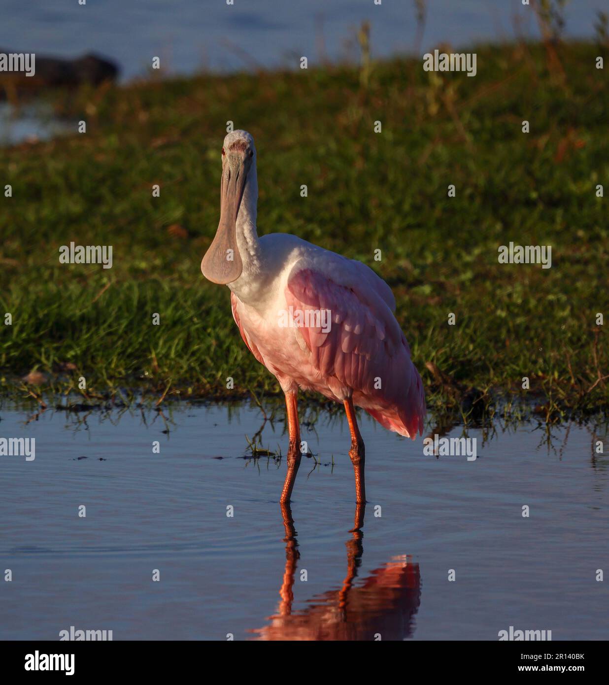 A Roseate Spoonbill in a shallow puddle of water with sunlight on its ...
