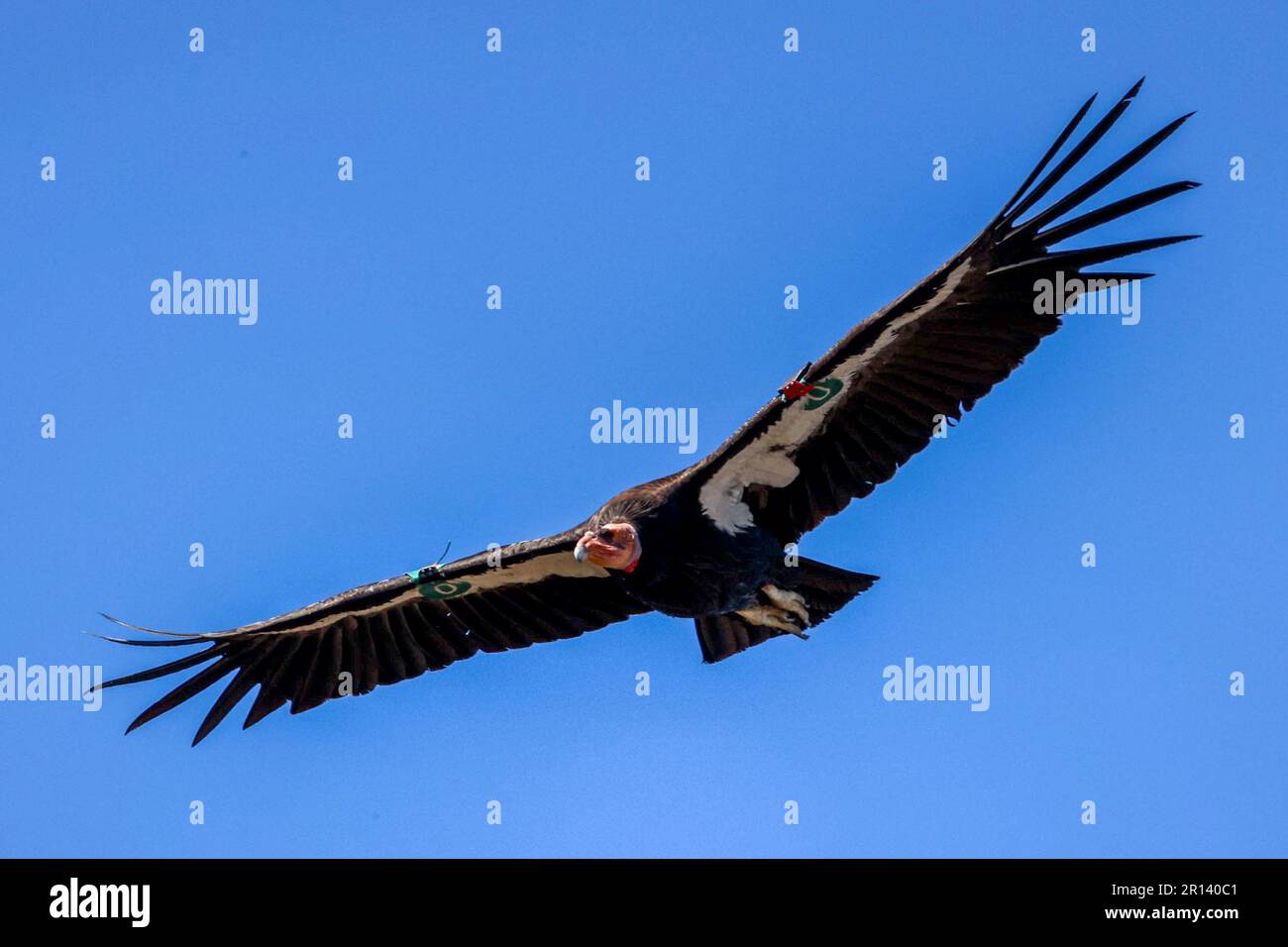 A California Condor soaring through a bright and clear sky, its wings ...