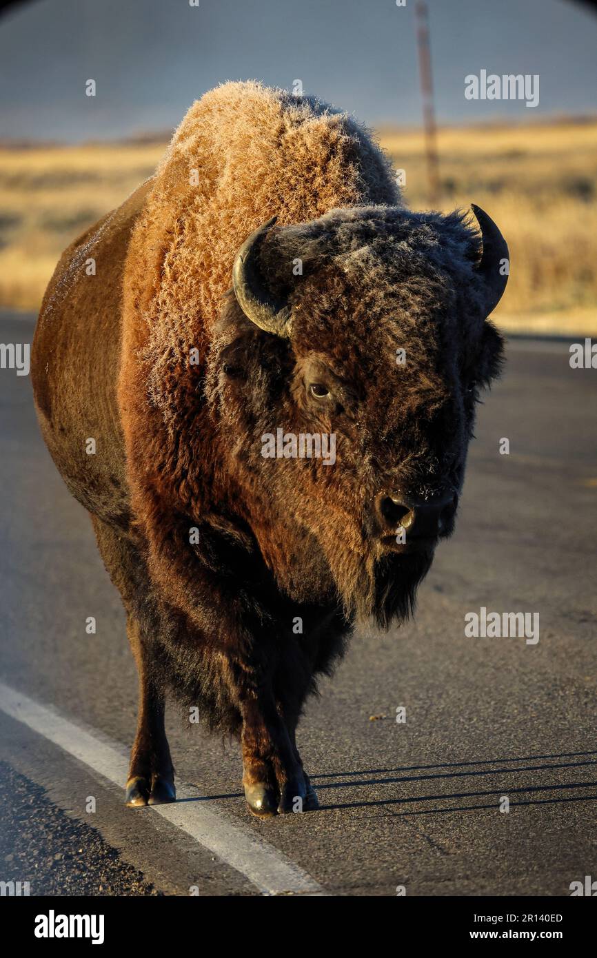 A large American bison standing in the middle of an empty dirt road on ...