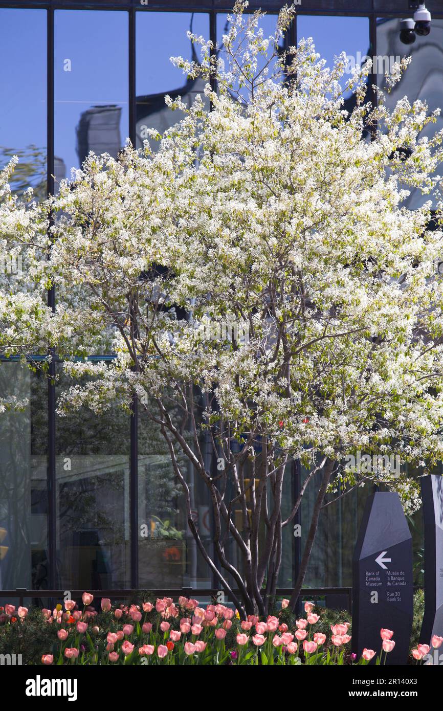 Canada, Ontario, Ottawa, flowering tree, tulips, Bank of Canada Museum ...