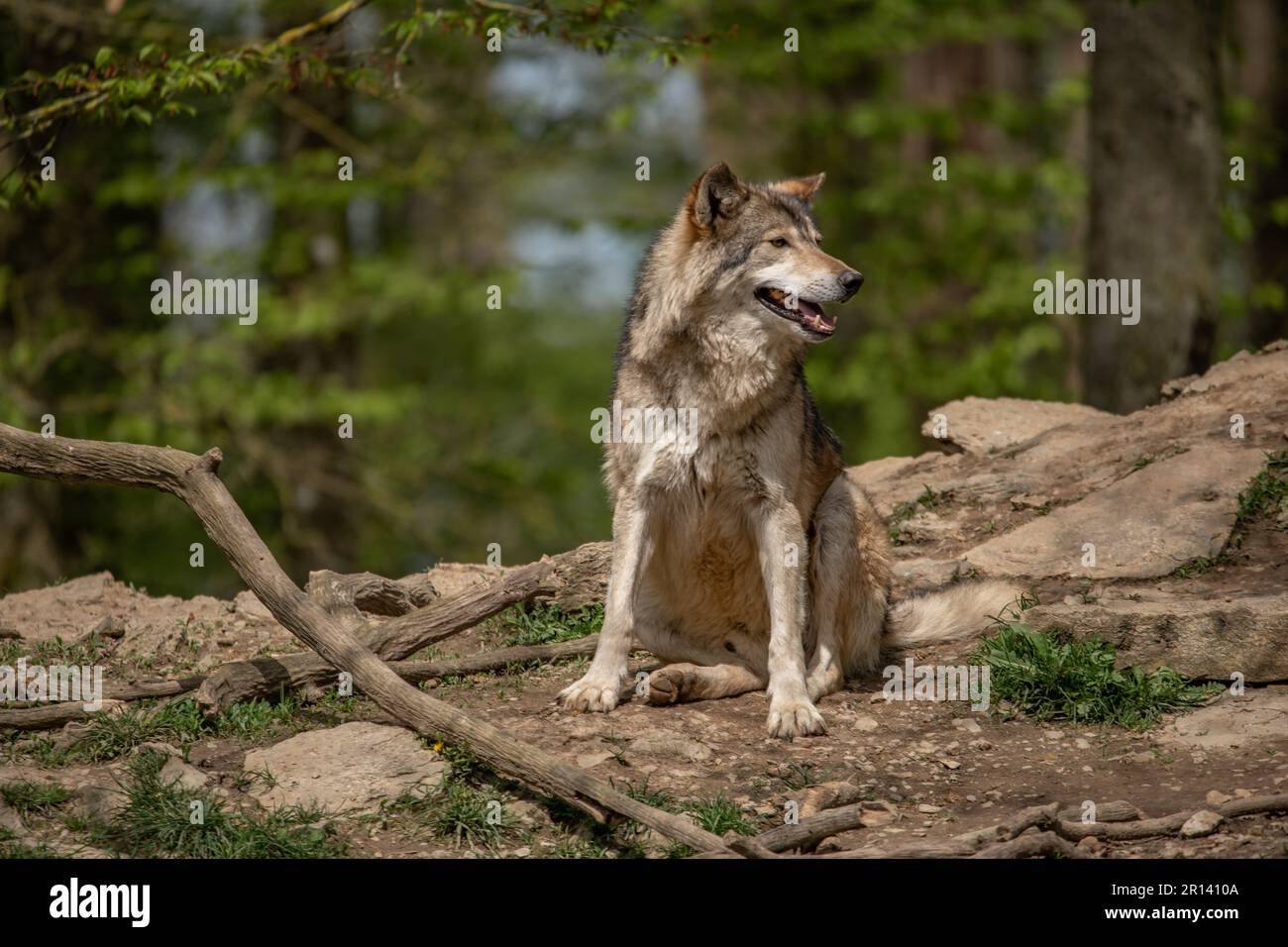 A majestic gray wolf sitting on a rugged rocky surface in a dense ...