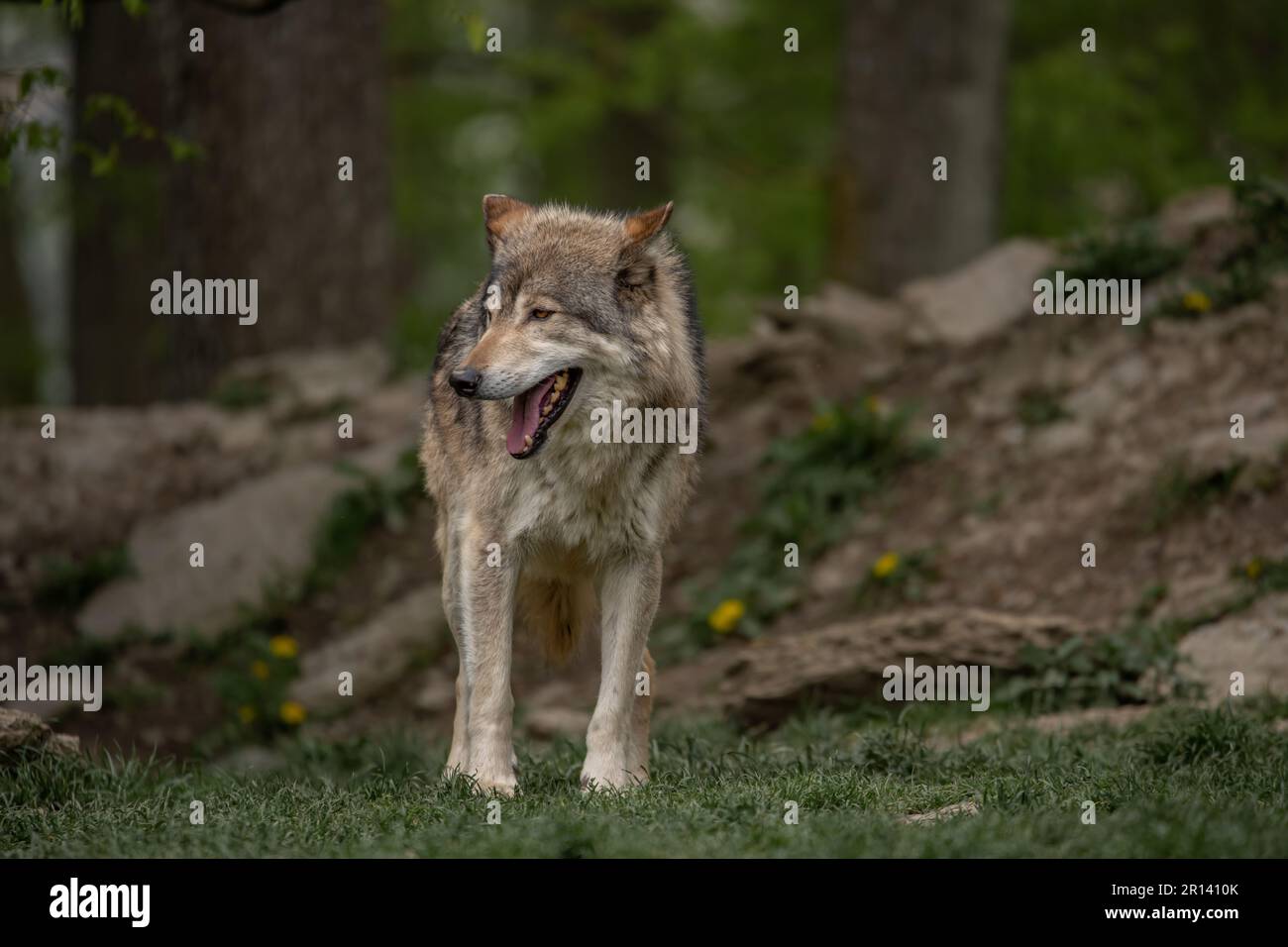 A grey wolf standing in a green meadow looking around Stock Photo - Alamy
