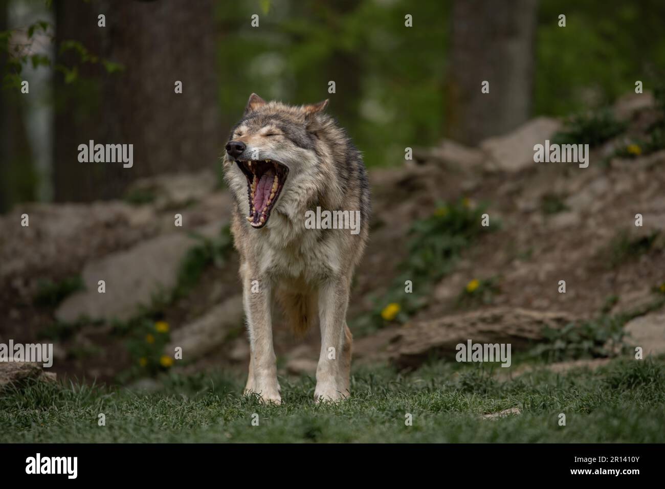 A grey wolf standing in a green meadow yawning Stock Photo - Alamy