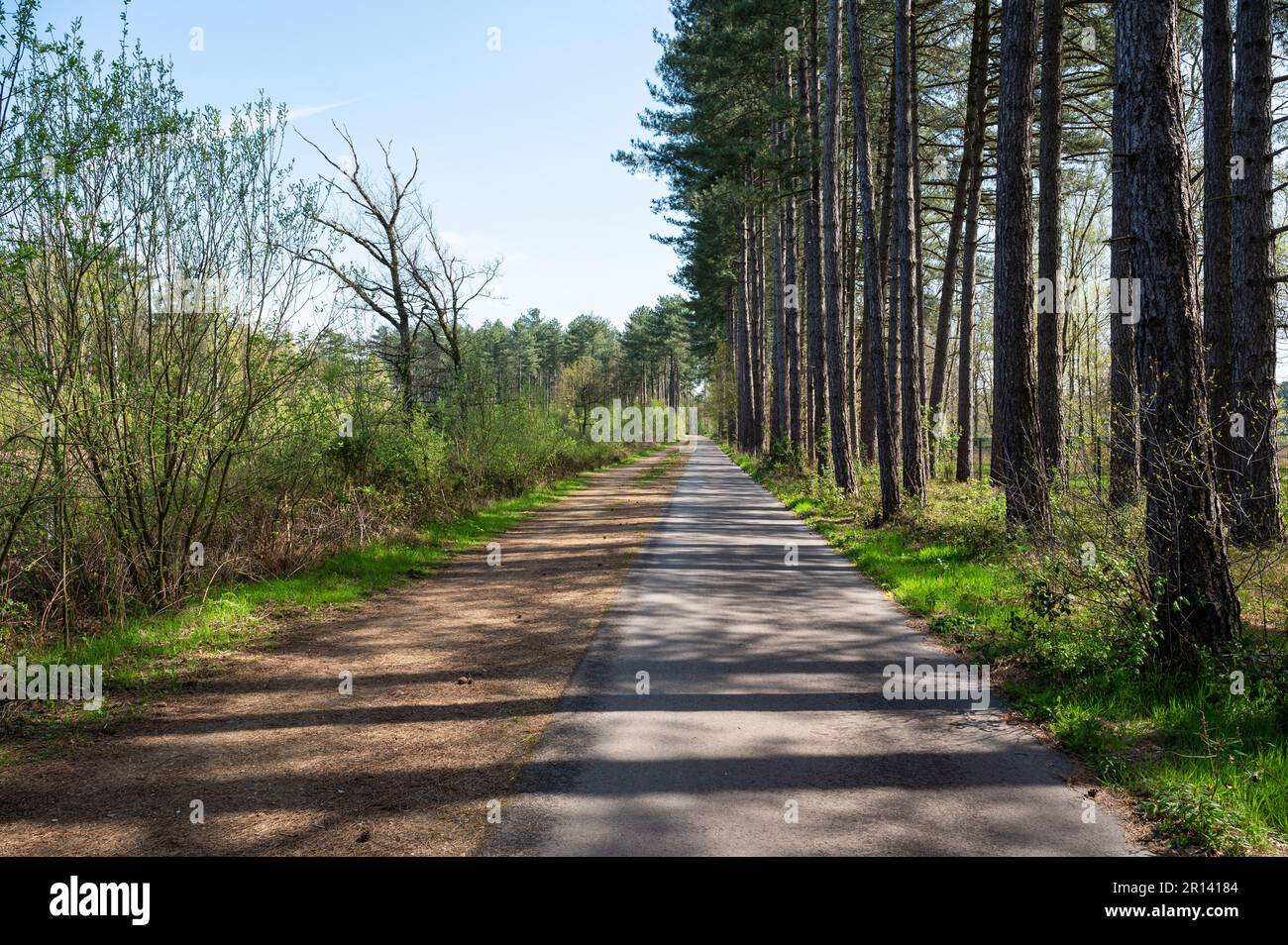 Cycling through the green woods hi-res stock photography and images - Alamy