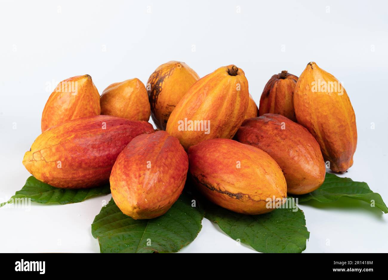 Cacao nut harvest background. Cocao fruits with leafs isolated Stock ...