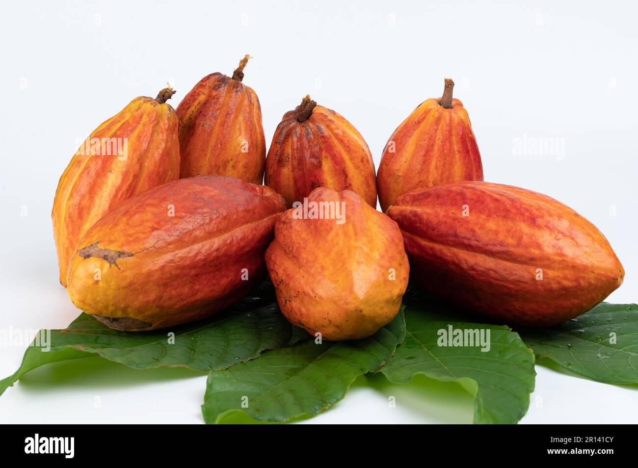 Organic cacao plant pods fruit isolated on white studio background ...