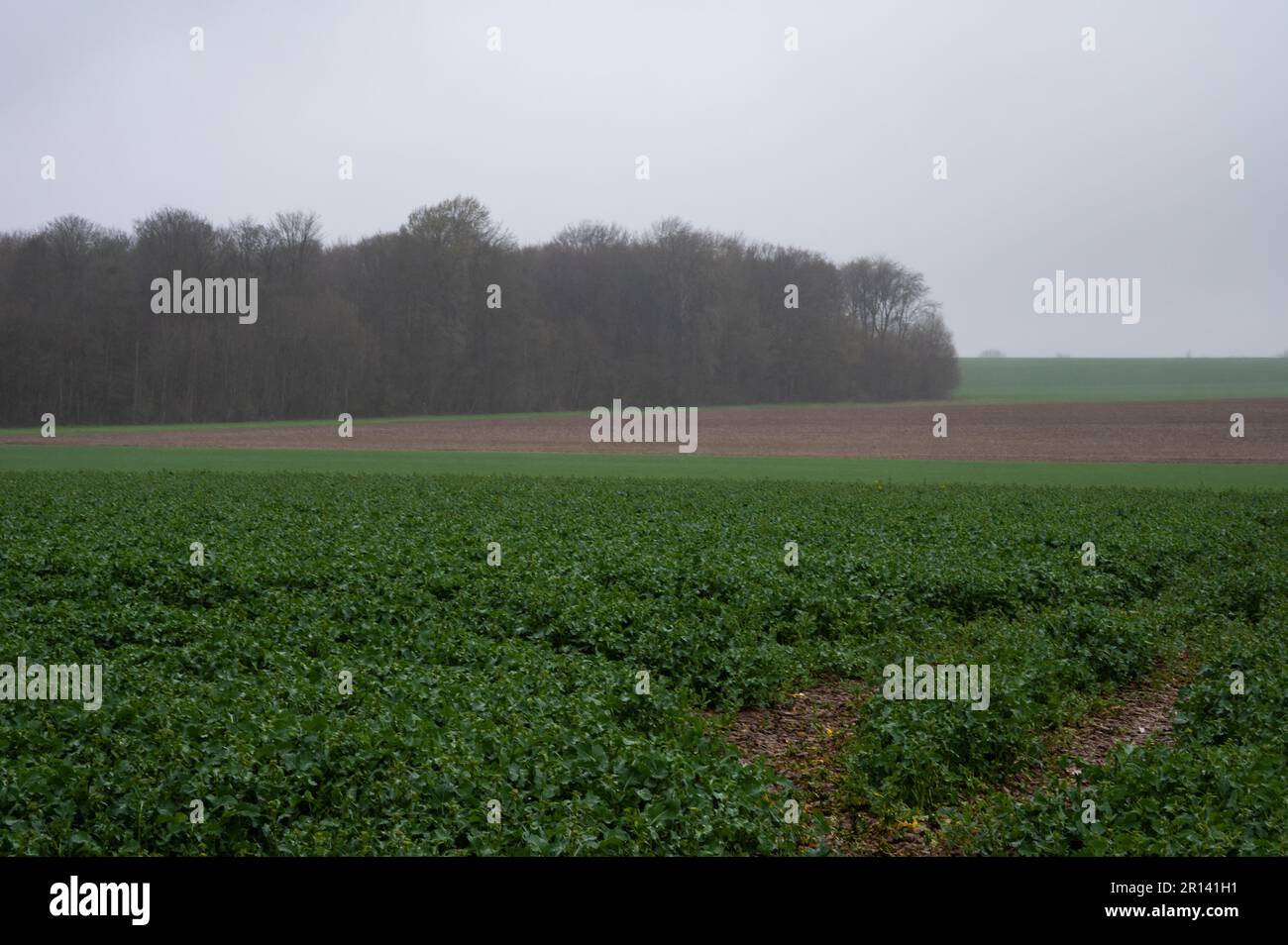 Trees and green meadows at the Flemish countryside around Herent ...
