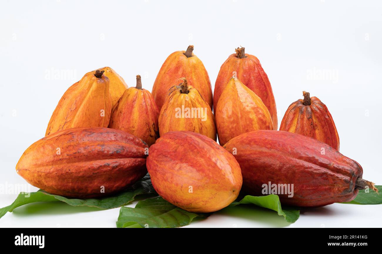 Yellow cacao fruits pile with green leafs isolated on white studio ...