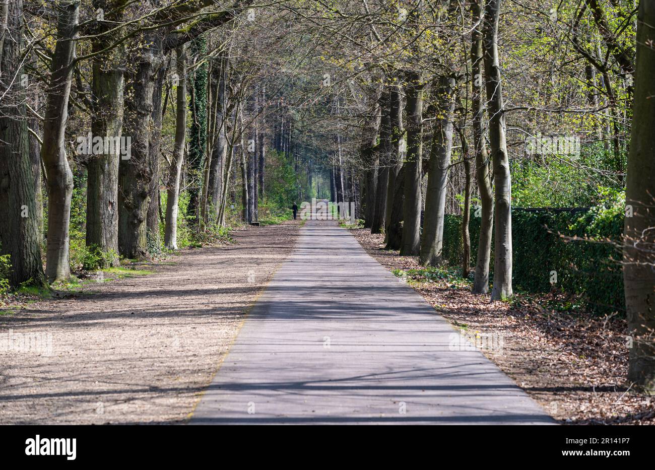 Straight cycling and pedestrian path through the woods, Averbode ...