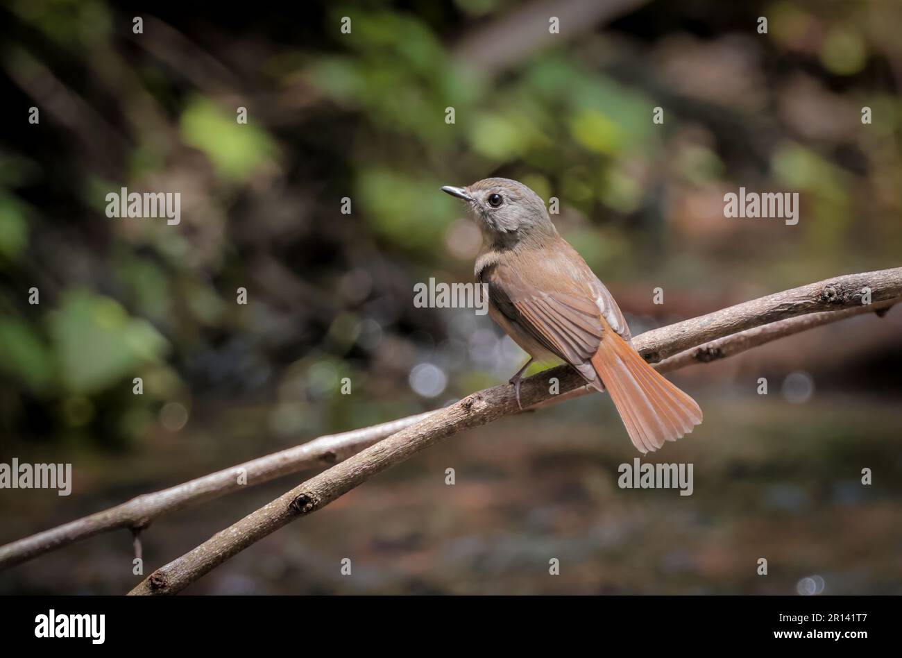 pale-chinned blue flycatcher or Brook's flycatcher (Cyornis poliogenys ...