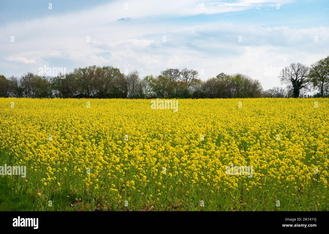 Eindhout hi-res stock photography and images - Alamy