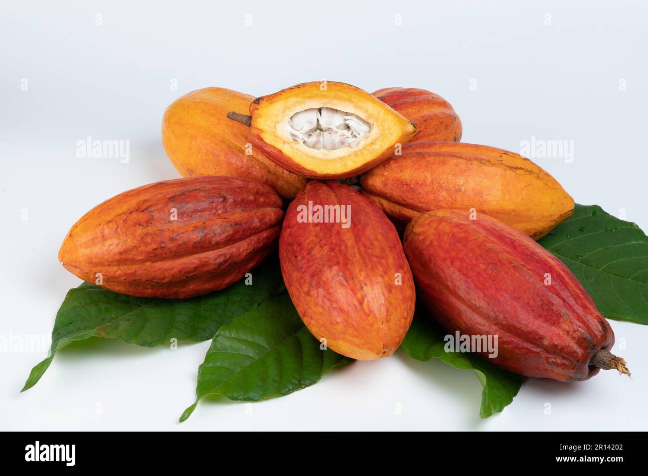 Organic fresh cut cocao pods with green leafs isolated on white studio ...