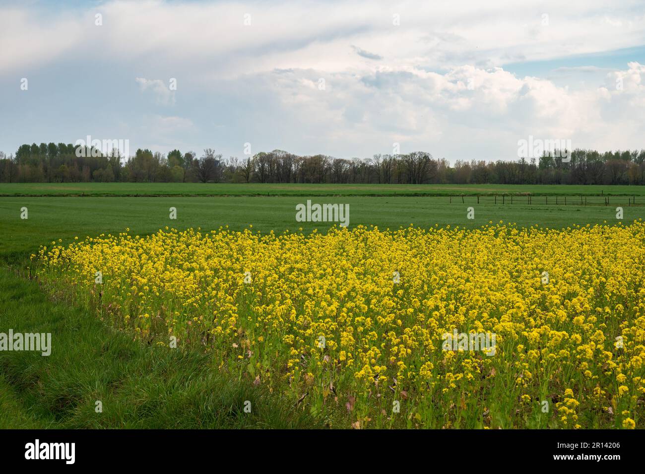 Eindhout hi-res stock photography and images - Alamy