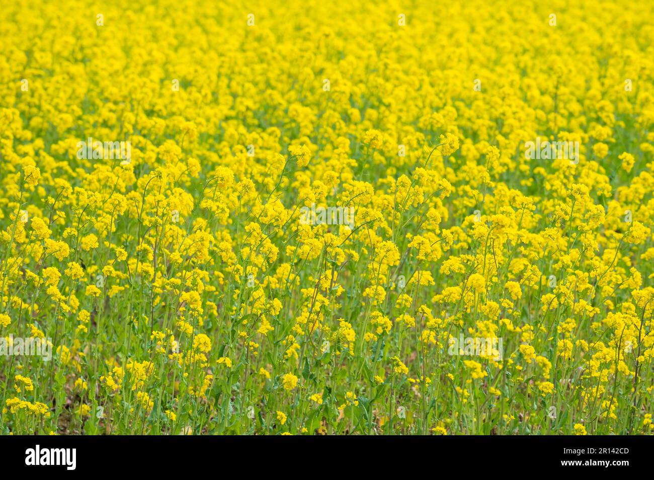 Eindhout hi-res stock photography and images - Alamy