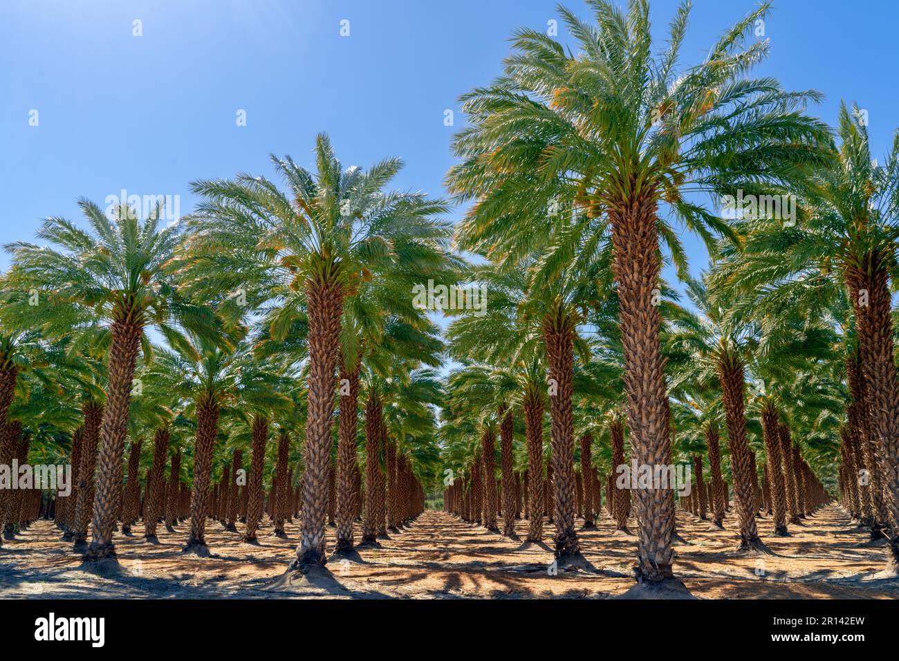 Rural date farms hi-res stock photography and images - Alamy