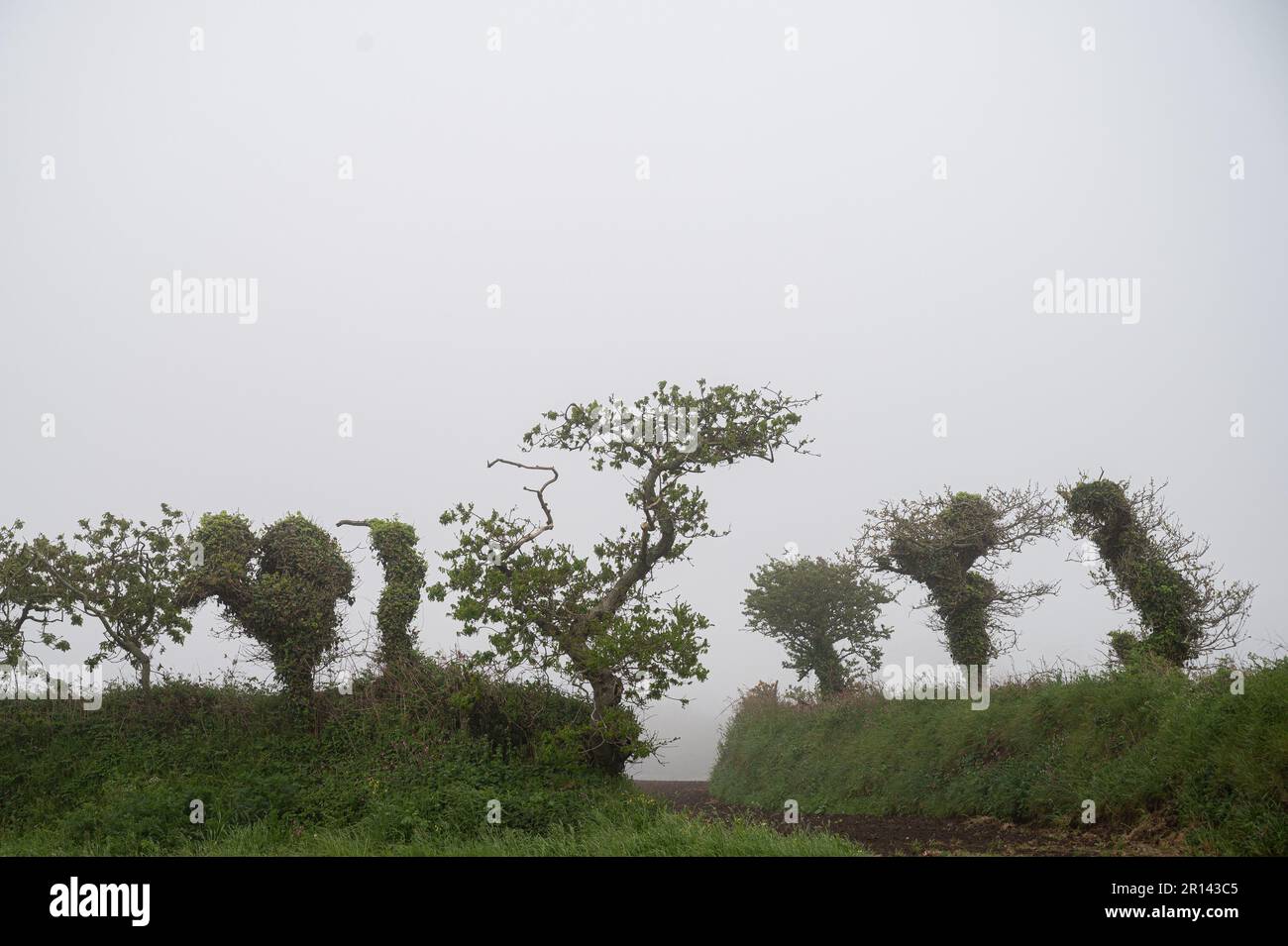 Windswept trees on a berm lining a farmer's field in Brittany, France ...