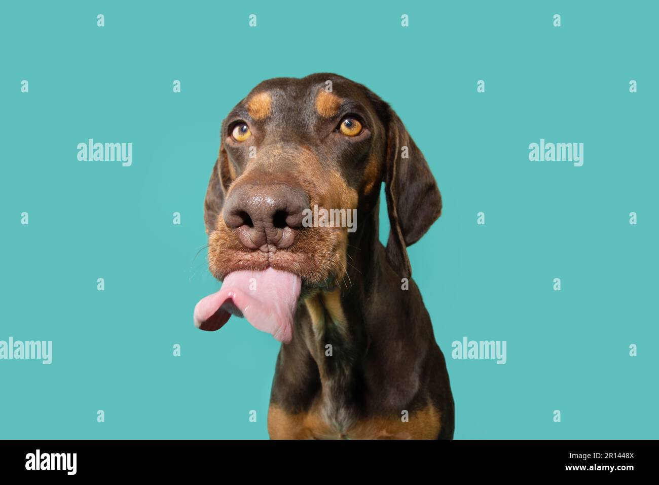 Do Dogs Lick Their Lips When Hungry