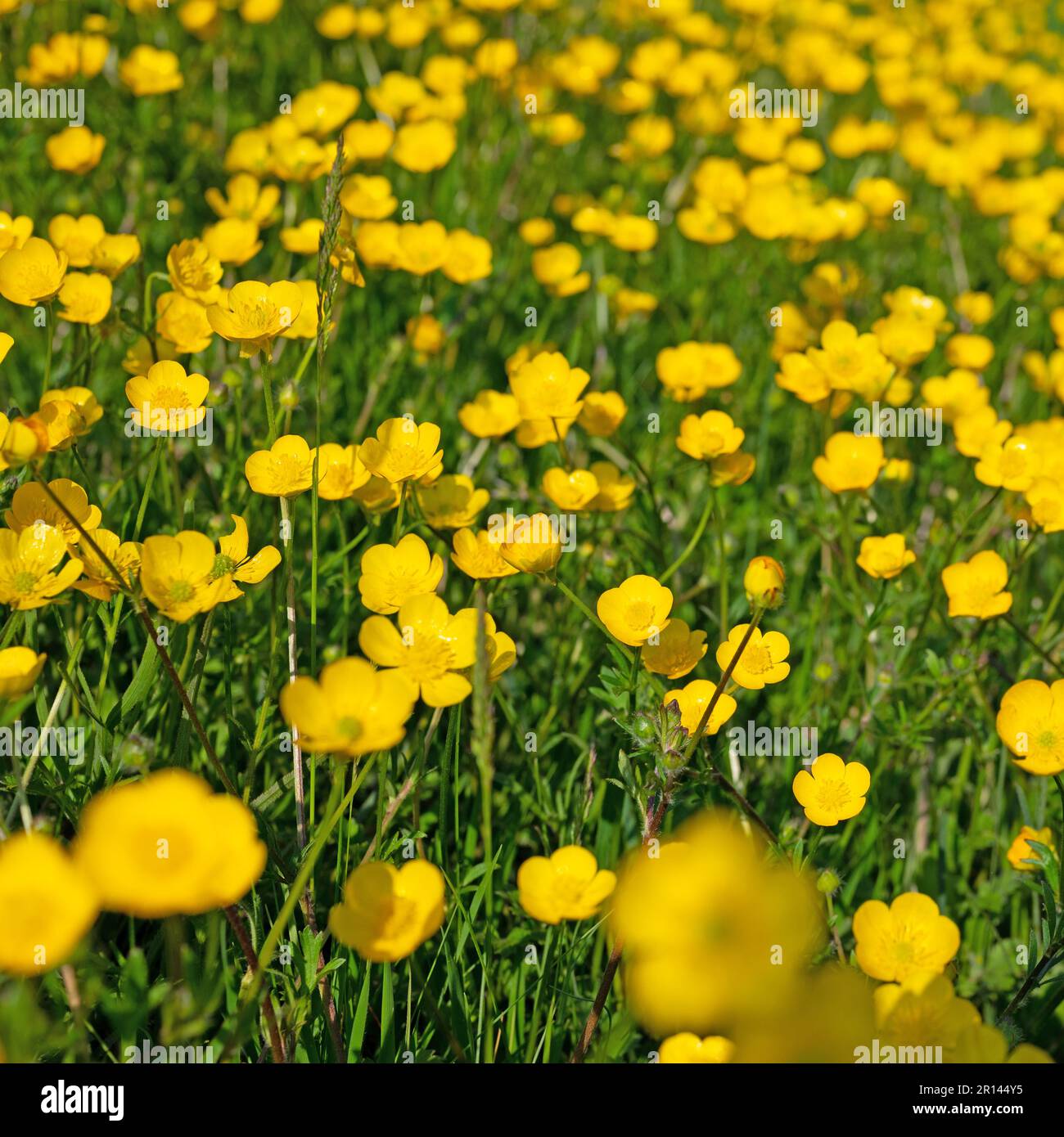 Sharp buttercups hi-res stock photography and images - Alamy