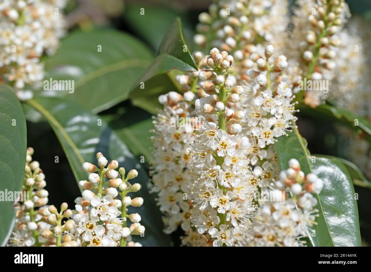 Flowering cherry laurel, Prunus laurocerasus, in spring Stock Photo - Alamy