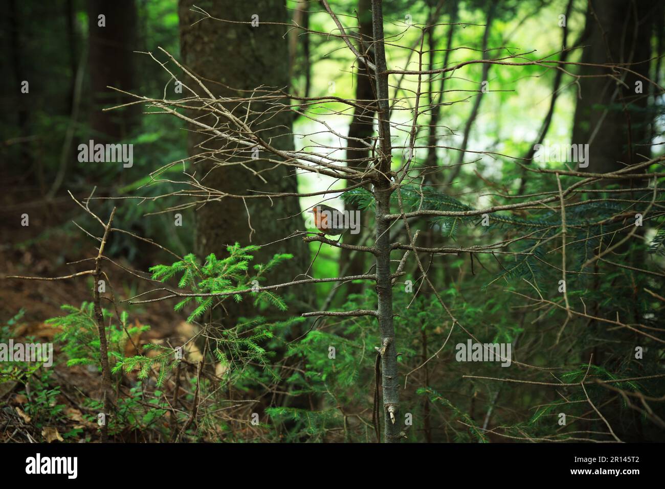 Robin in vegetation hi-res stock photography and images - Alamy