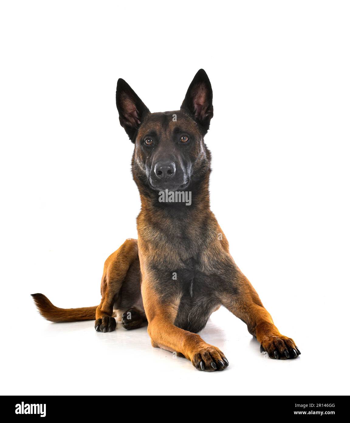 adult belgian shepherd in front of white background Stock Photo - Alamy