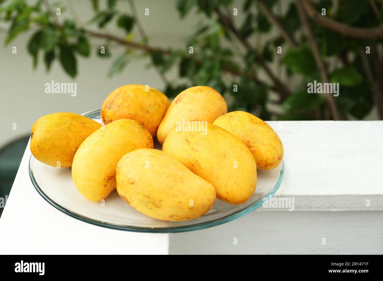 Delicious ripe yellow mangoes on glass plate outdoors Stock Photo - Alamy