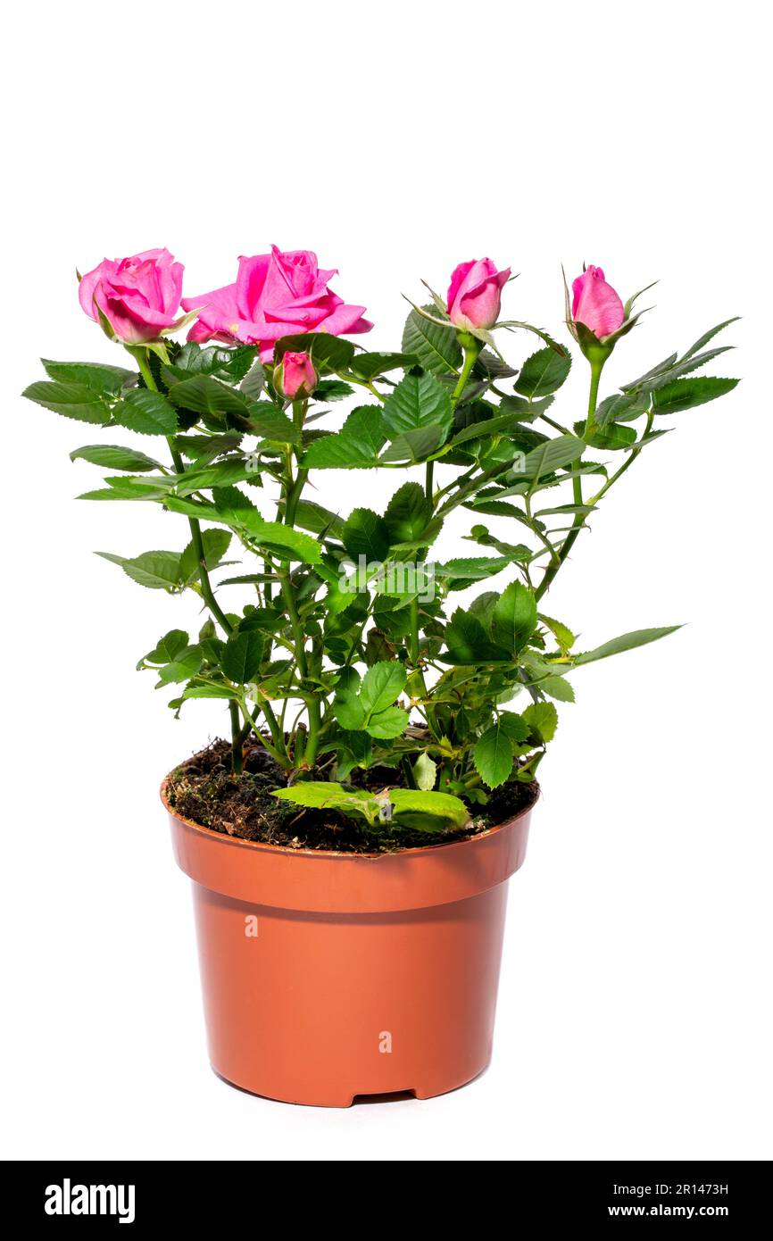 Indoor rose bush in a pot on a white background Stock Photo - Alamy