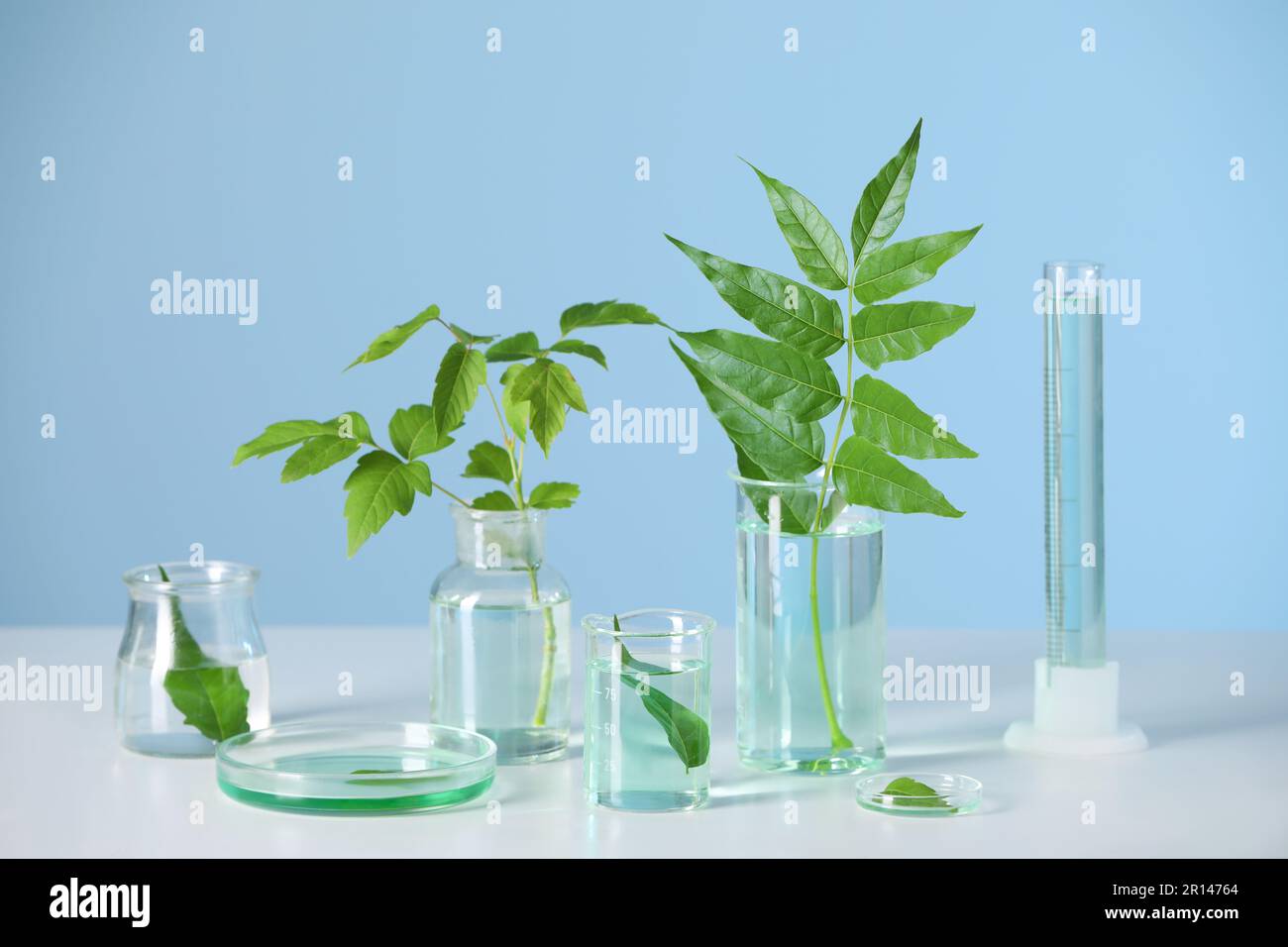 Laboratory glassware with plants on white table Stock Photo - Alamy