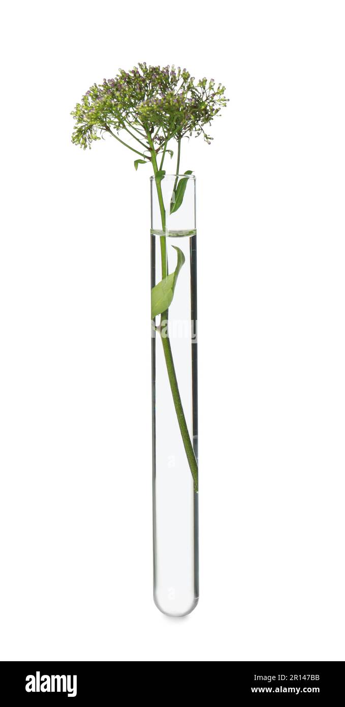 Green plant in test tube on white background Stock Photo - Alamy