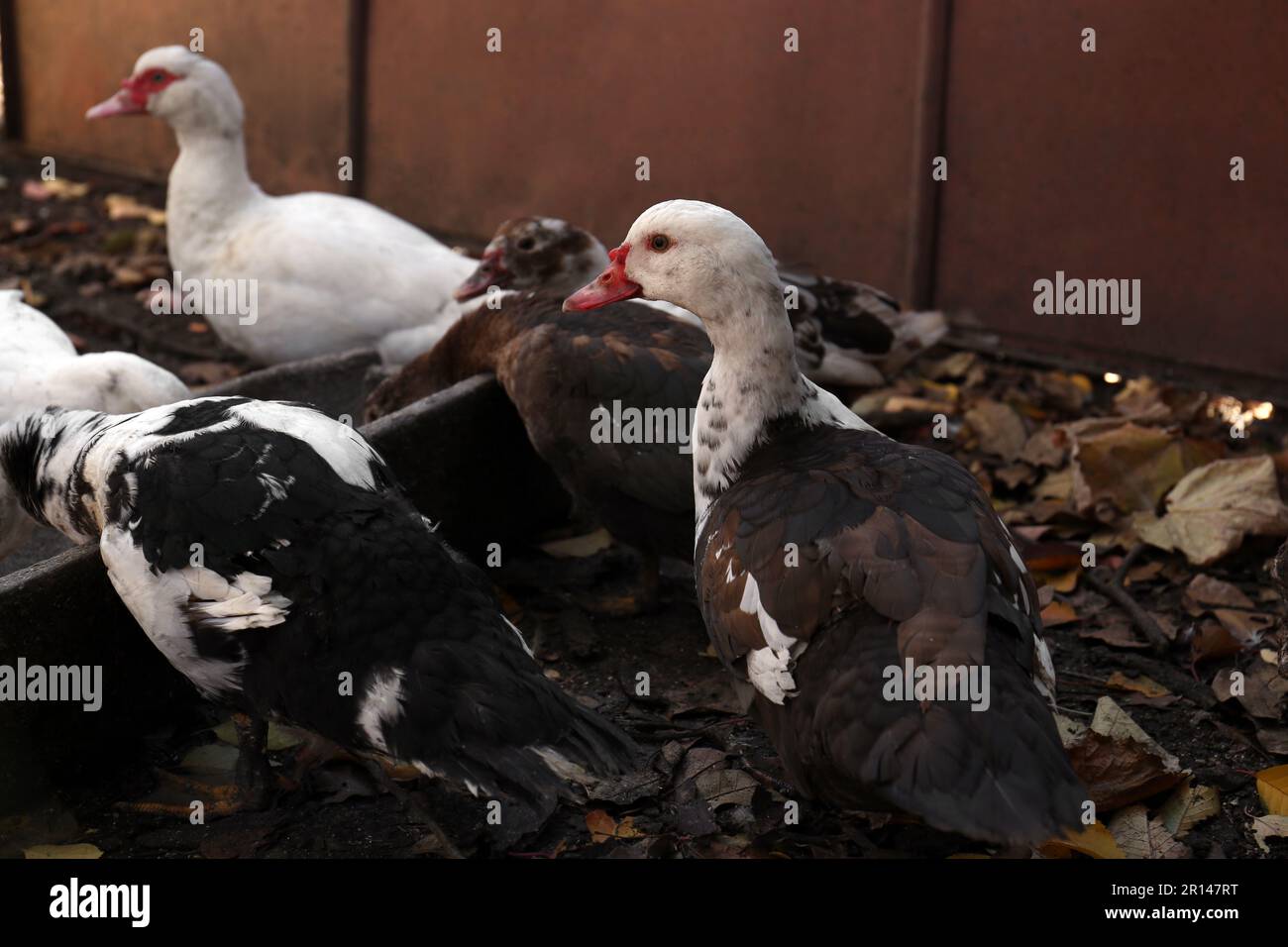 Muscovy ducks eat in poultry hi-res stock photography and images - Alamy
