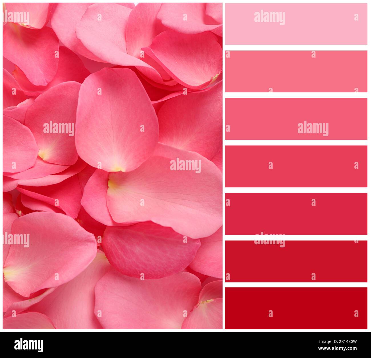 The color petal store