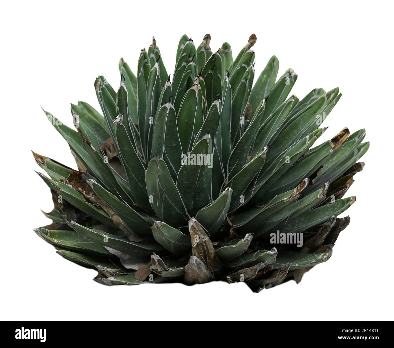 Beautiful green agave on white background. Succulent plant Stock Photo ...
