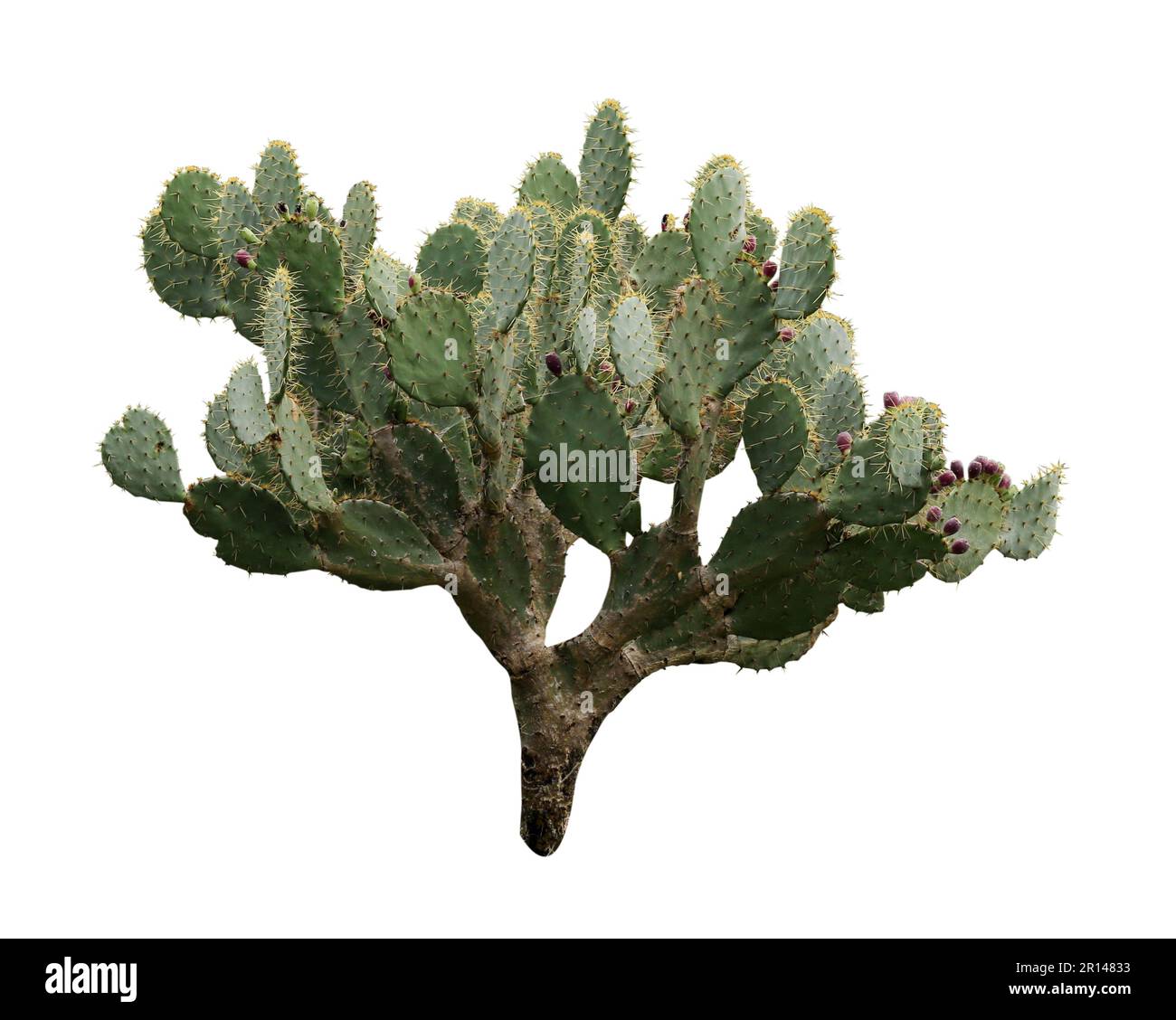 Beautiful background green prickly Cut Out Stock Images & Pictures - Alamy