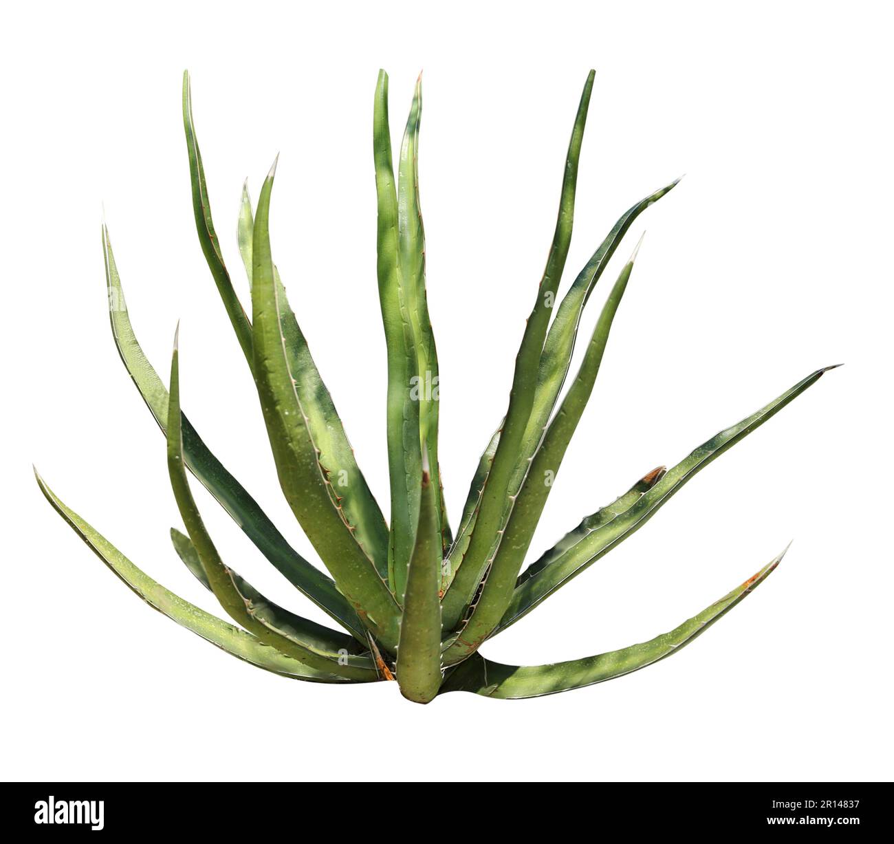 Agave top view Cut Out Stock Images & Pictures - Alamy