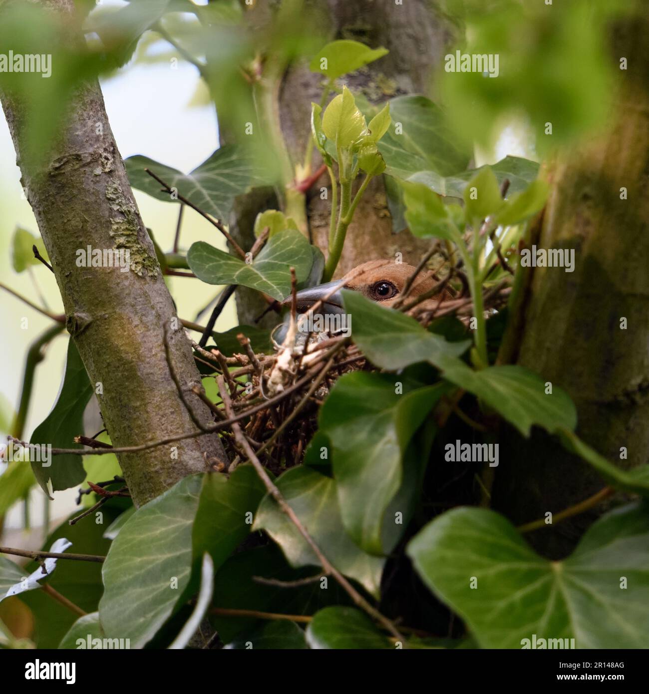 breeding... Hawfinch ( Coccothraustes coccothraustes ), female, adult ...