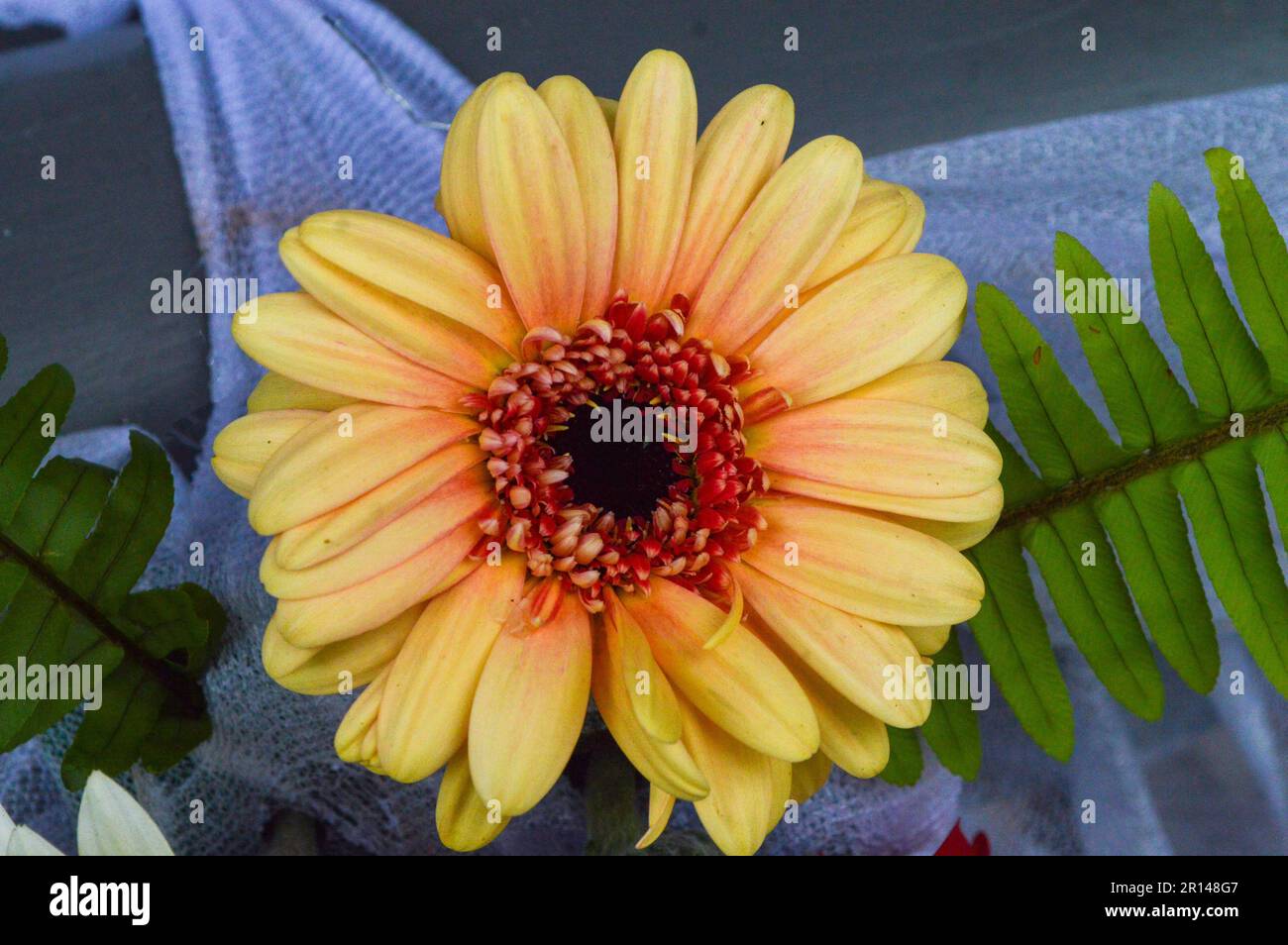 Fresh yellow gerbera close hi-res stock photography and images - Alamy