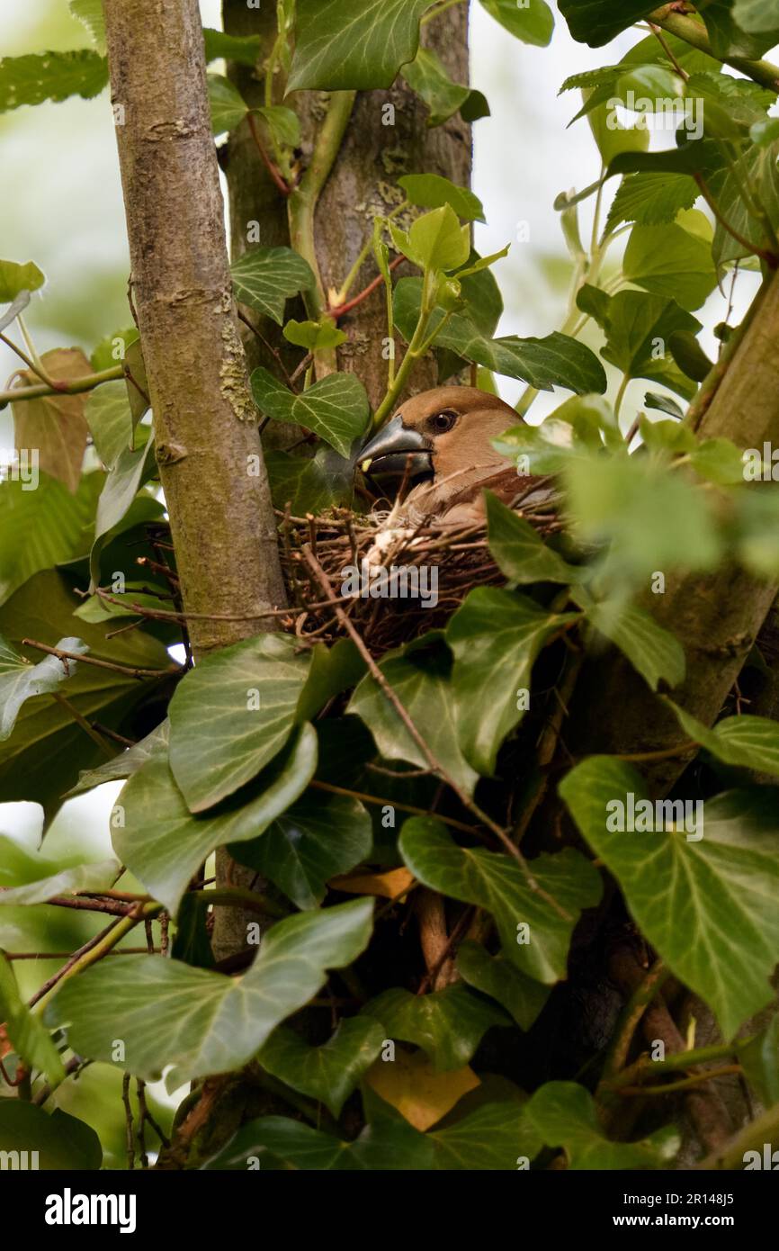 breeding... Hawfinch ( Coccothraustes coccothraustes ), brooding female ...